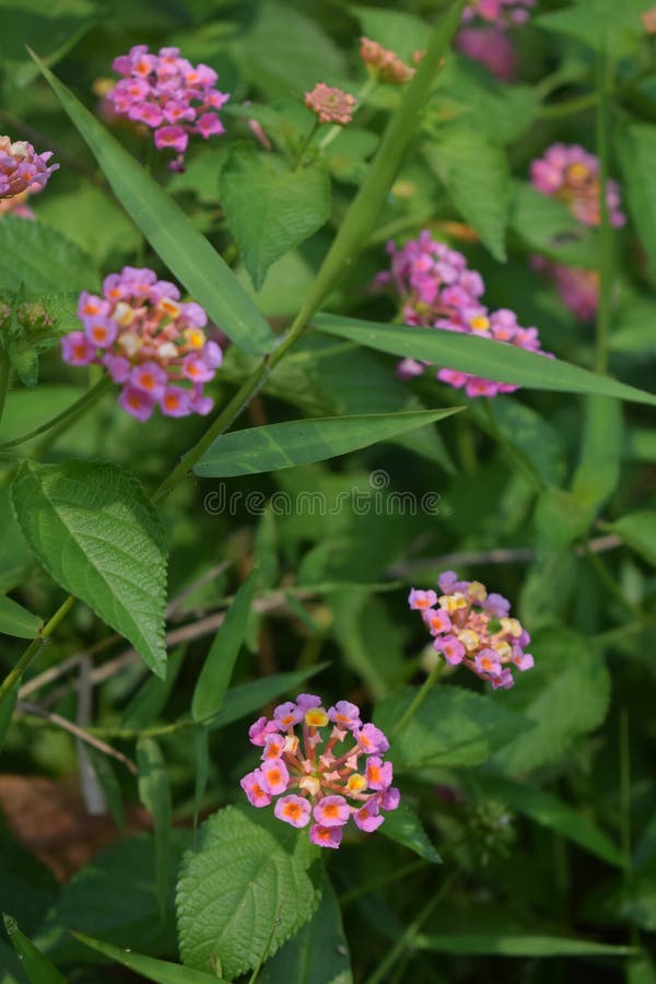 Selective Focus of Pink Lantana Camara Flowers Stock Image - Image of ...