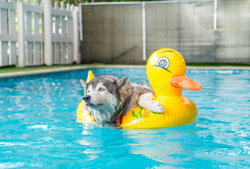 Syberien Husky Swimming in the Pool with Swim Ring Stock Photo - Image ...