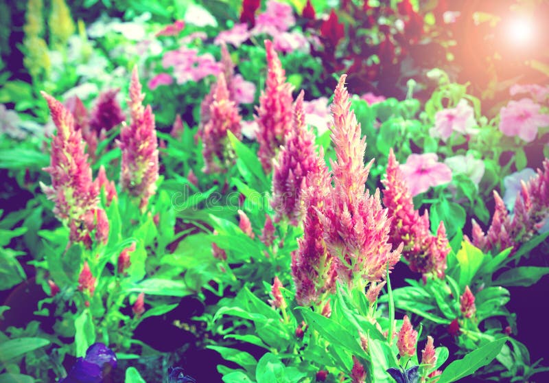 Selective Focus Point on Vintage Flower Stock Image - Image of summer ...