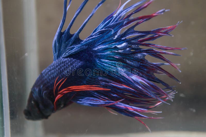 Selective Focus at Points Blue Fin and Tail of Siamese Fighting Fish ...