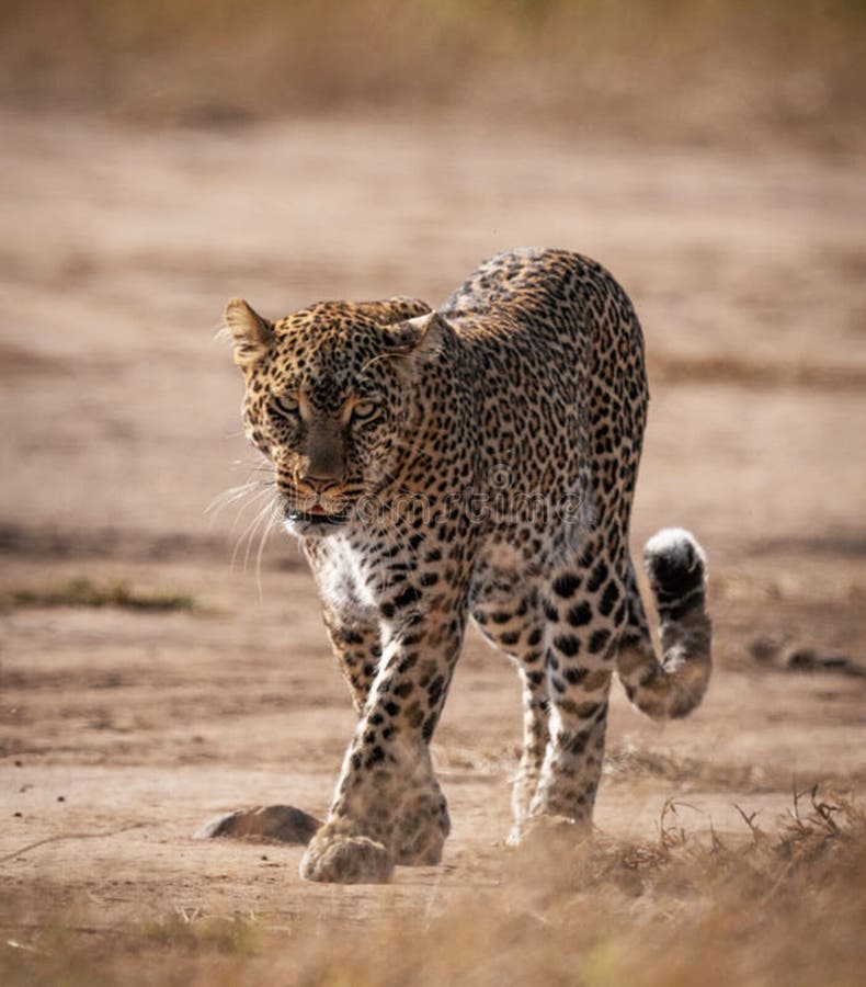 Majestic Leopard with a Powerful and Fierce Look Walking on the Ground ...