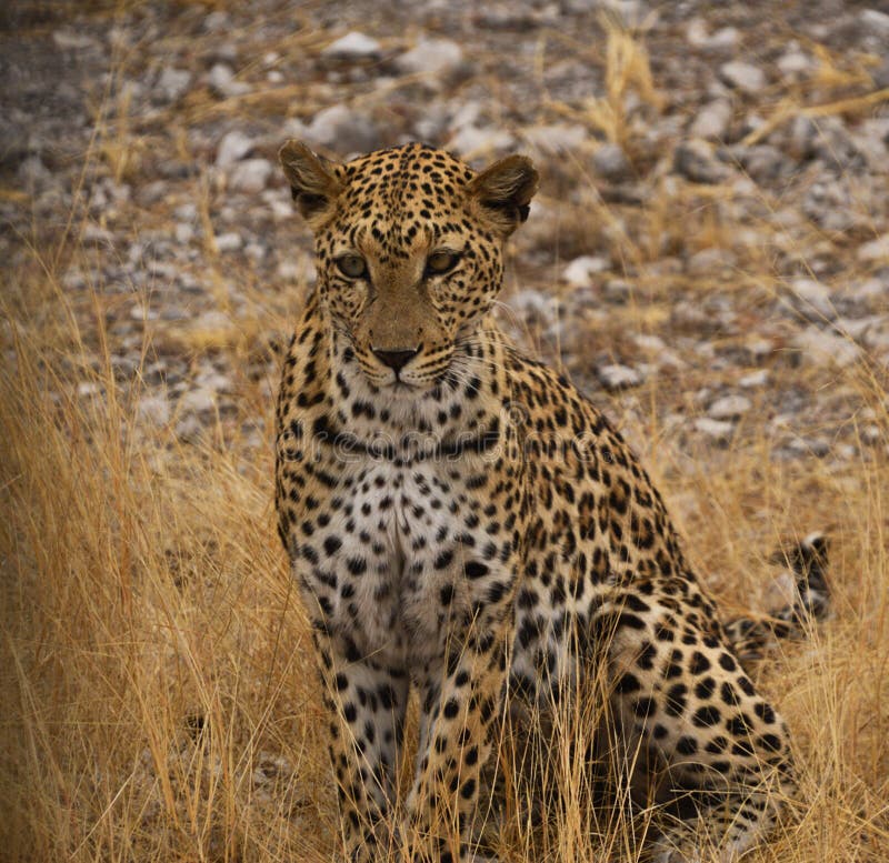 Powerful and Majestic Leopard with a Fierce Look Walking on the Road in ...
