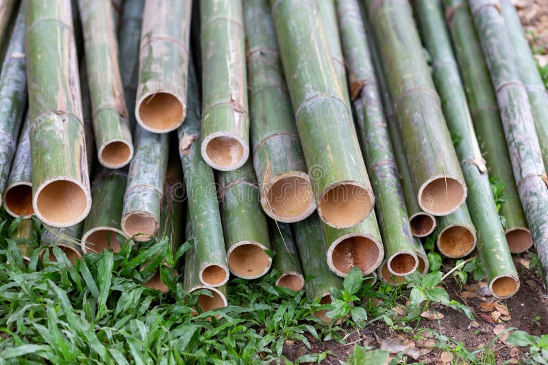 Selective Focus Processed Bamboo, Tubular-shaped, Natural Wood ...
