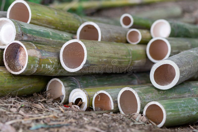 Selective Focus Processed Bamboo, Tubular-shaped, Natural Wood ...