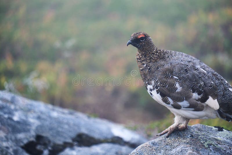 Selective Focus of a Ptarmigan Bird Stock Photo - Image of head, wing ...