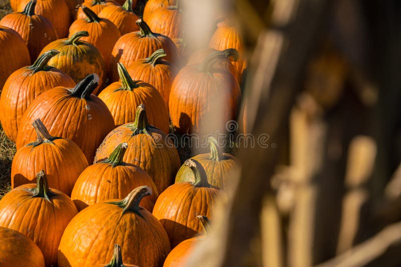 Selective Focus Pumpkin Patch, Peaking Stock Image - Image of fruit ...