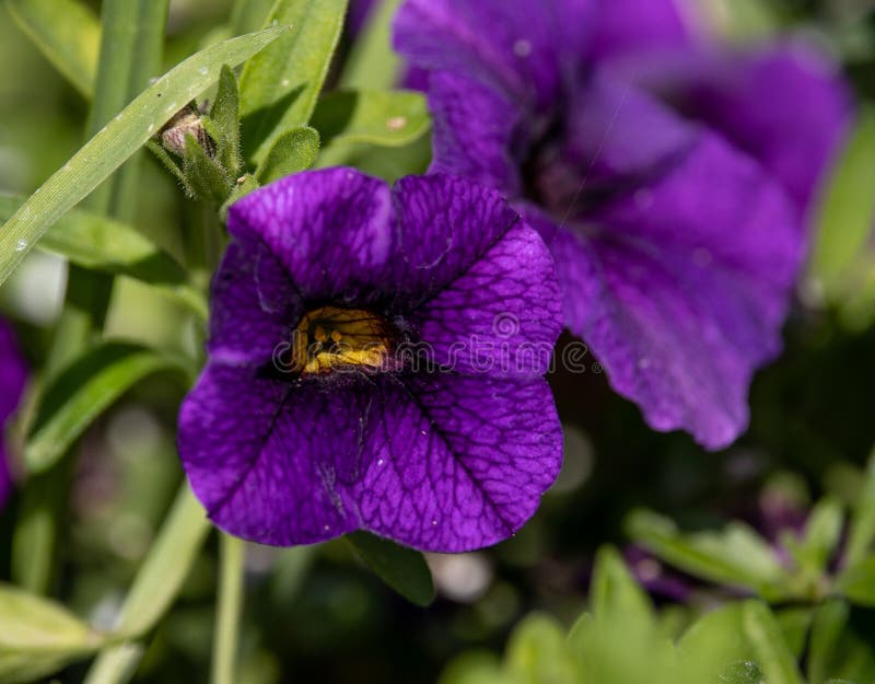 Selective Focus of a Purple Calibrachoa Flower in a Field Stock Image ...