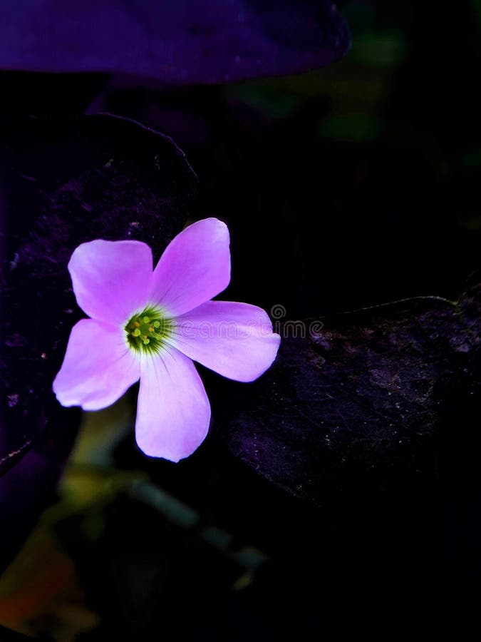 Selective Focus of a Purple Coloured Flower in the Garden Stock Photo ...