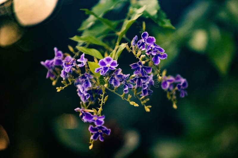 Selective Focus of Purple Duranta Flowers Stock Photo - Image of petal ...