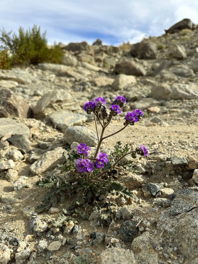 Selective Focus! Purple Notch Leafed Phacelia! Stock Image - Image of ...