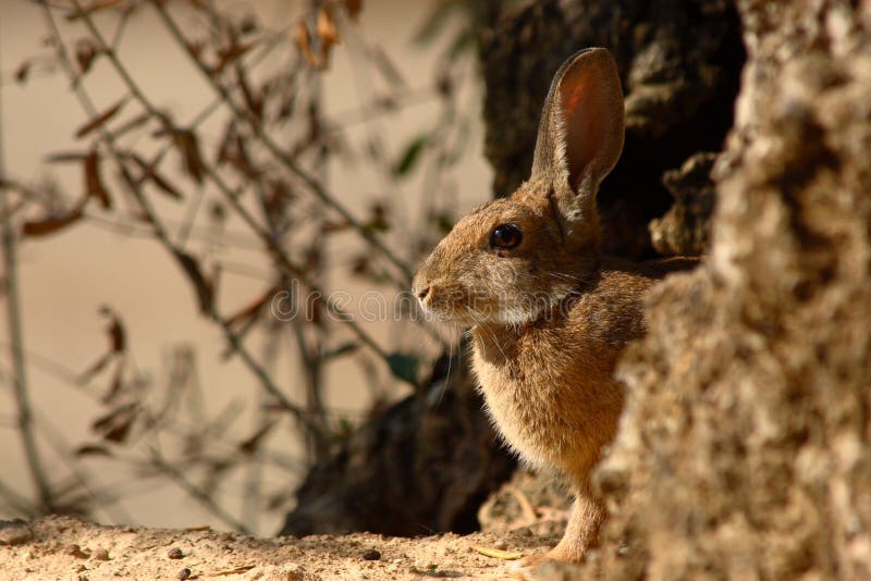 Selective focus rabbit stock image. Image of farm, mammal - 175424281