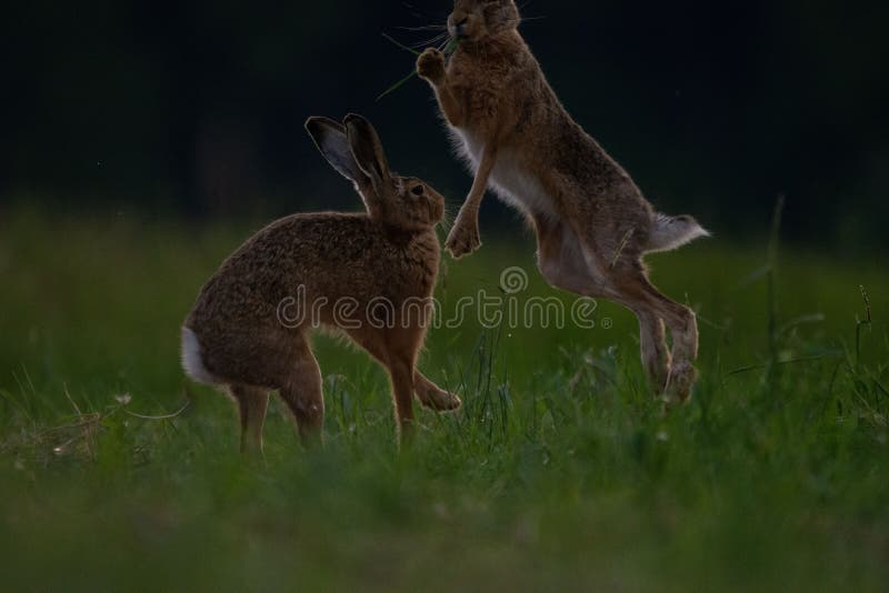 Selective Focus of Rabbits Springing in the Grass with Blurred ...
