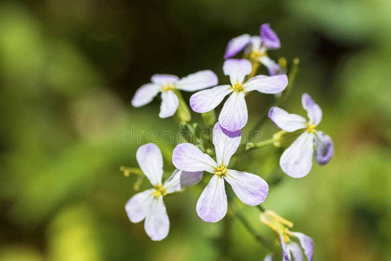 Selective Focus on Raddish Flower Stock Image - Image of capparis ...