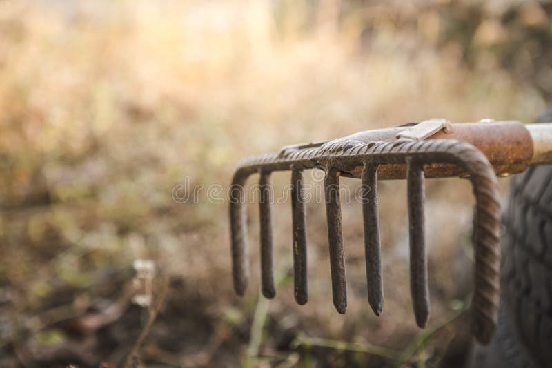 Selective Focus of the Rake is Rusty with Piles of Dry Branches on the ...