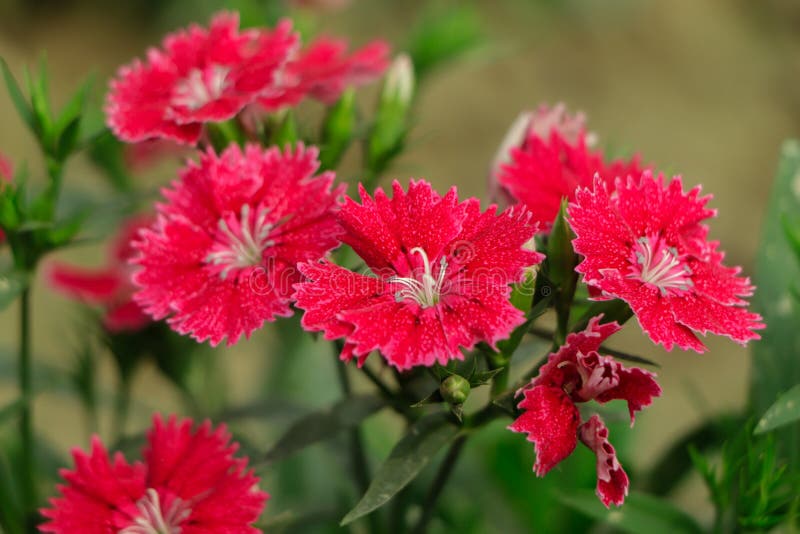 Selective Focus on Red Dianthus Flower in Garden Stock Photo - Image of ...