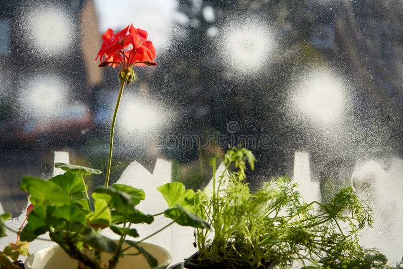 Selective Focus on Red Geranium in Christmas Decorating Window. Old ...