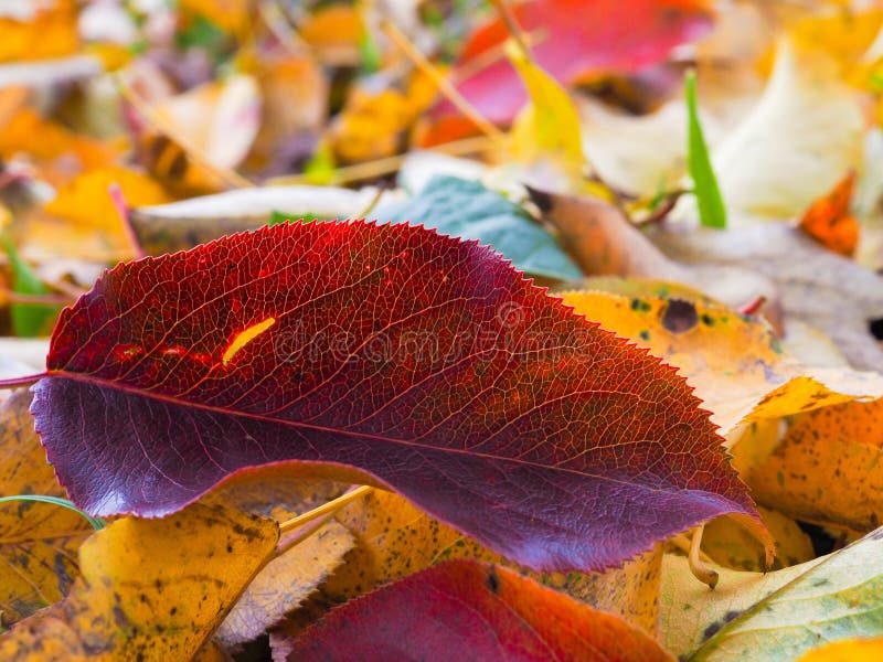 Selective Focus on a Red Leaf of a Pear Tree Lying among Fallen Yellow ...