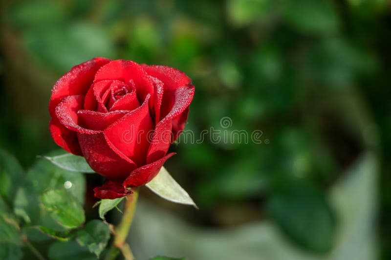 Selective Focus on Red Rose in a Garden Stock Photo - Image of ...