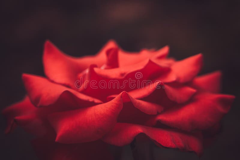 Selective Focus Red Rose. Macro View of Petals Stock Image - Image of ...