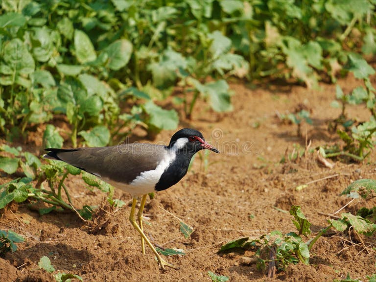 Selective Focus on Red Wattled Lapwing Stock Photo - Image of outdoors, long: 262318220