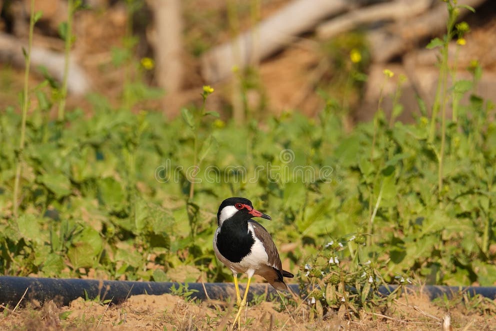 Selective Focus on Red Wattled Lapwing Stock Image - Image of focus, wilderness: 263613667