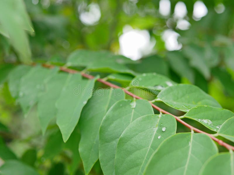 Selective Focus of Refreshing Green Leaves of Star Gooseberry Tree ...