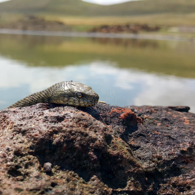 Selective Focus on the Reptile`s Head. Common Water Snake Natrix. the ...