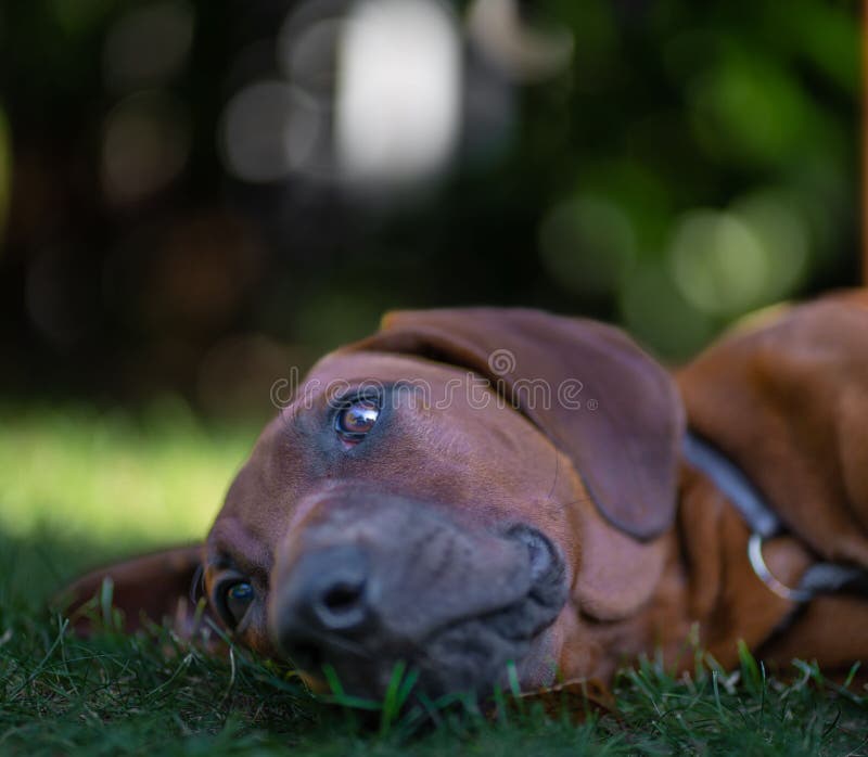 Detail of Old Rhodesian Ridgeback Stock Photo - Image of canine ...