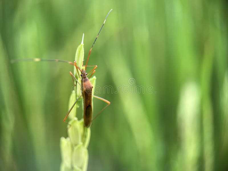 Rice Ear Bug on Green Paddy with Blur Background Stock Photo - Image of ...