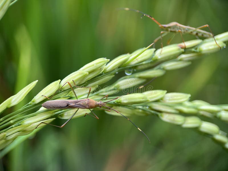 Rice Ear Bug on Green Paddy with Blur Background Stock Image - Image of ...