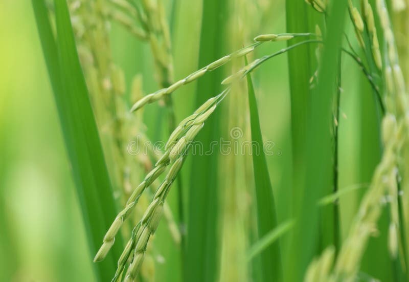 Selective Focus Rice Grain Golden and Fresh in the Field Stock Image ...