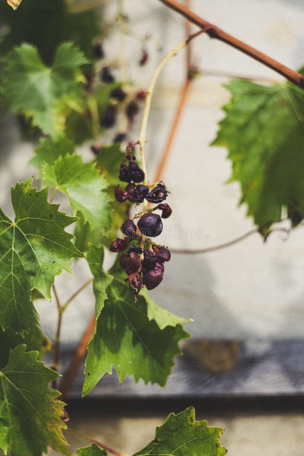 Selective Focus of the Ripe Dried Red Grapes in the Vineyard Stock ...