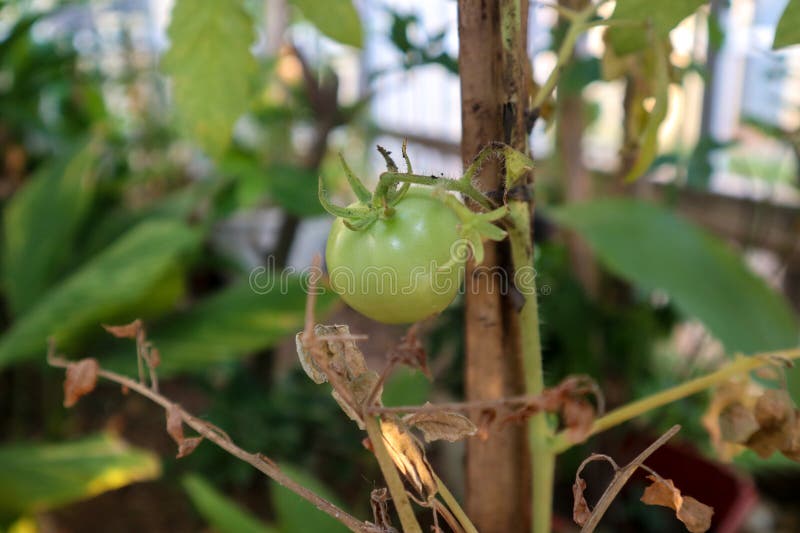 Selective Focus of Ripe Tomat on the Tree Stock Image - Image of nature ...