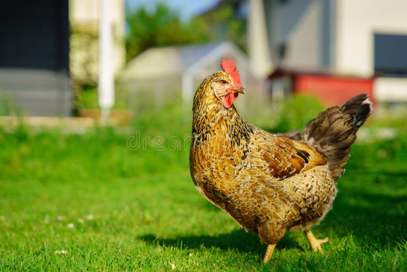 Selective Focus of Rooster Bird in a Green Grass Field. Stock Image ...