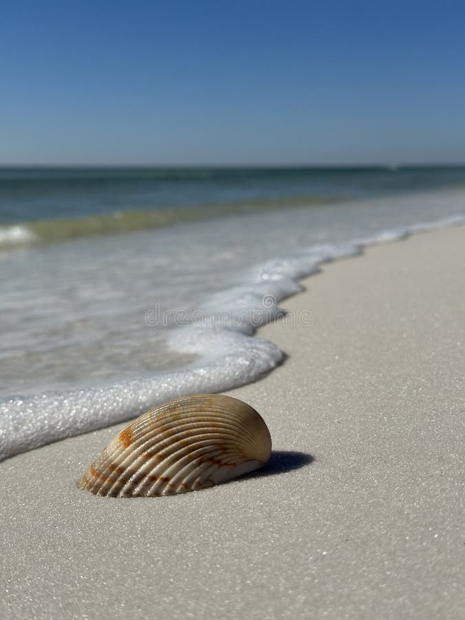 Selective Focus of a Seashell on Beach Sand Stock Photo - Image of ...