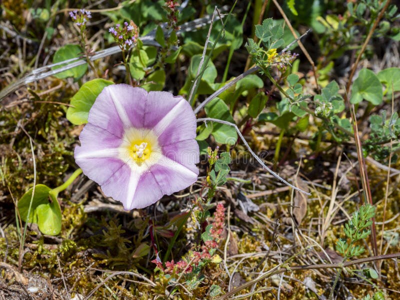False Bindweed ( Calystegia Pubescens ) Flowers. Convolvulaceae ...