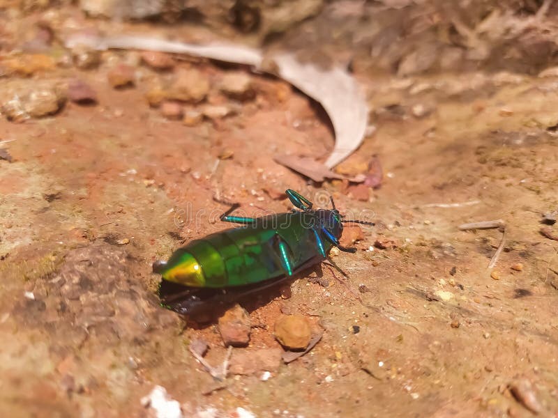 Selective Focus on a Shiny Insect Blur Background Stock Image - Image ...