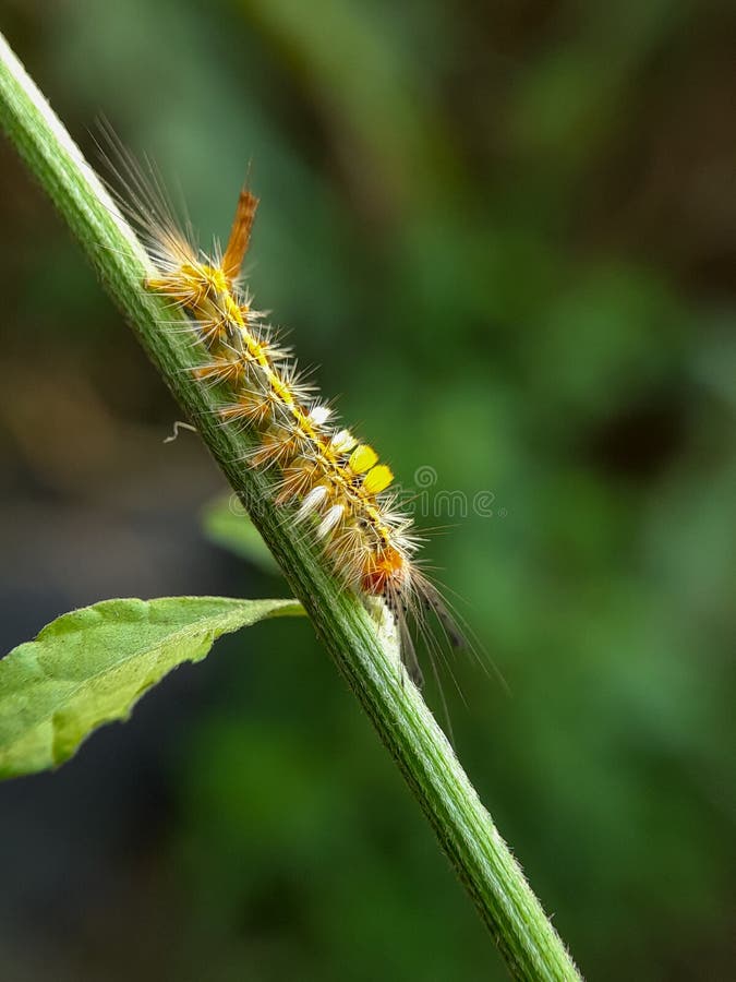 Selective Focus Shoot of the Caterpillar.insects Stock Photo - Image of ...