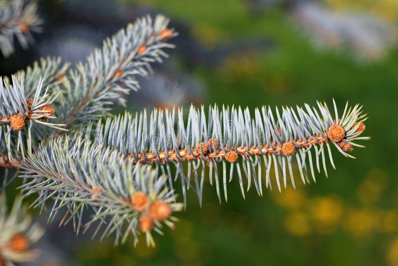 Selective Focus Shot of Abies Alba Tree Branch Stock Image - Image of ...