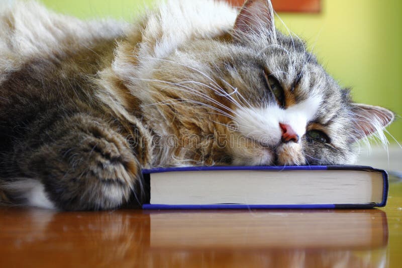 Selective Focus Shot of an Adorable Cat Sleeping on the Book Stock ...