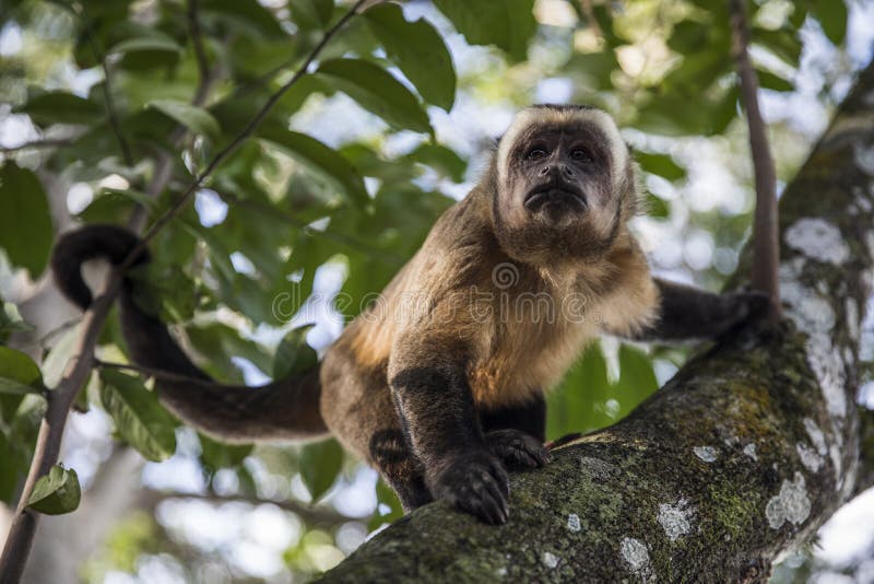 Selective Focus Shot of an Adorable Tufted Capuchin Sitting on a Tree ...