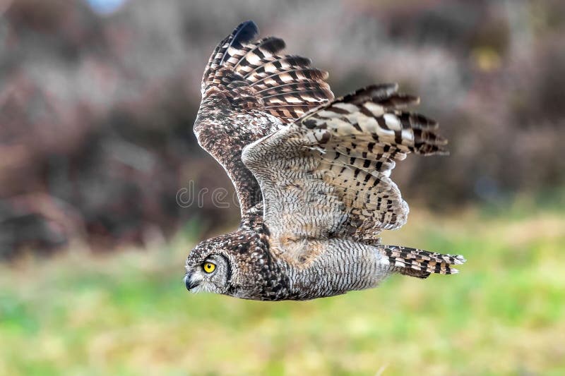 Selective Focus Shot of an African Eagle Owl Mid Flight Stock Photo ...