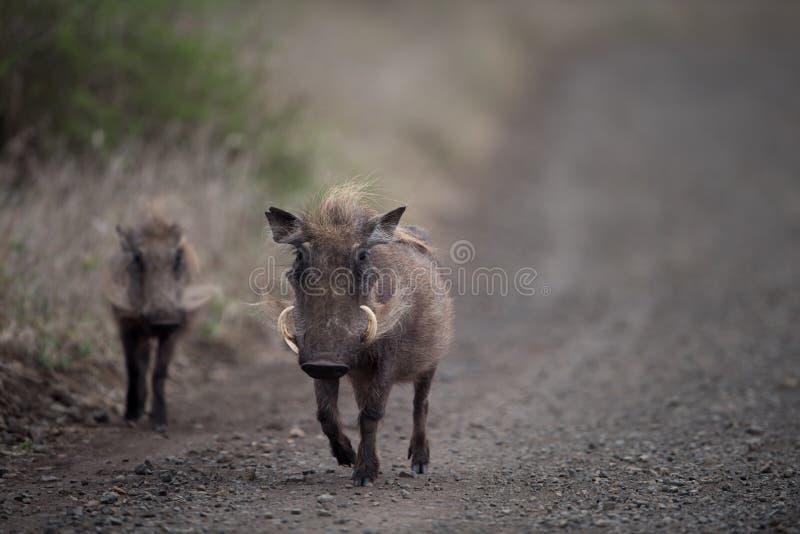 Selective Focus Shot of an African Wild Boar with a Blurred Background ...