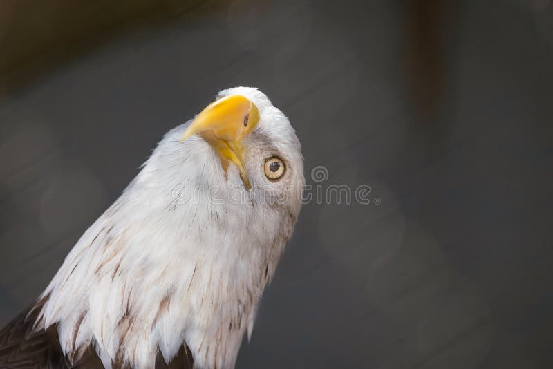 Selective Focus Shot of an American Bald Eagle Stock Image - Image of ...