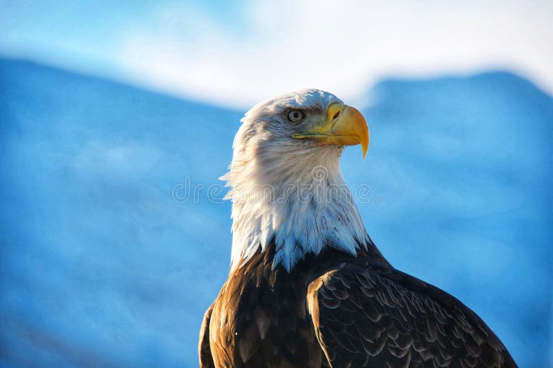 Selective Focus Shot of a Bald Eagle with Mountains in the Background ...