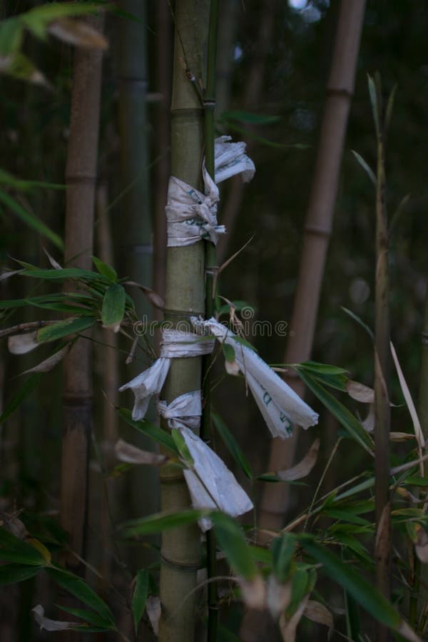 Selective Focus Shot of a Bamboo Tree Trunk Wrapped with White Cloth ...