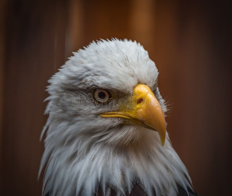 Selective Focus Shot of a Beautiful Bald Eagle Head Stock Photo - Image ...