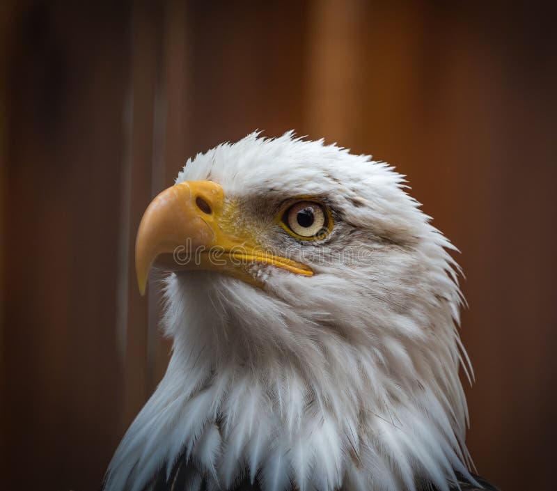 Selective Focus Shot of a Beautiful Bald Eagle Head Stock Photo - Image ...