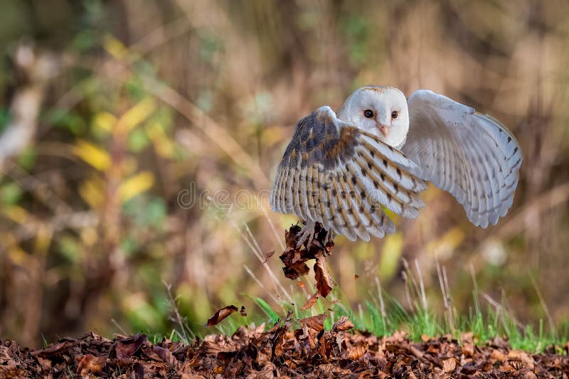 Selective Focus Shot of a Beautiful Barn Owl in Flight Over a Field ...