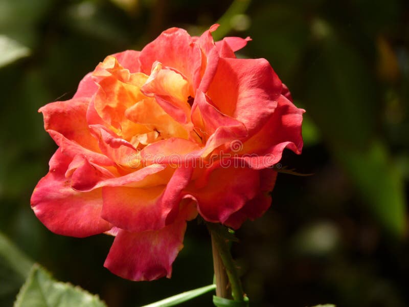 Selective Focus Shot of a Beautiful Bloomed Red Rose in the Garden ...